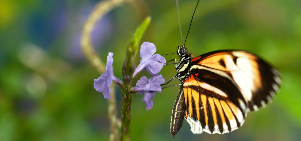 Insects | Nature | PBS