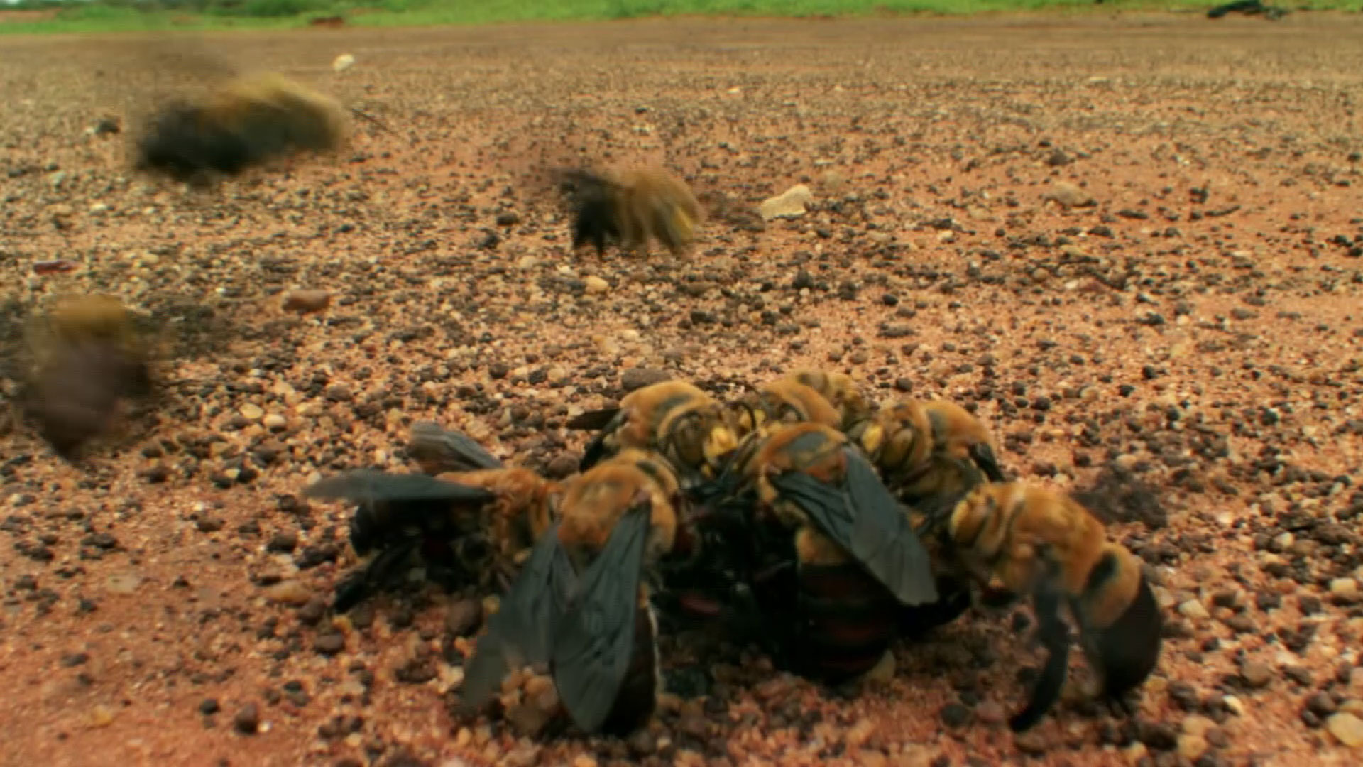 Natural Born Rebels: Episode 3 | Bee Mating Frenzy Ends in Death ...