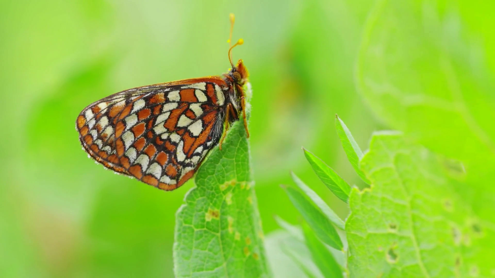 Sex, Lies and Butterflies | How to Save a Butterfly | Nature | PBS