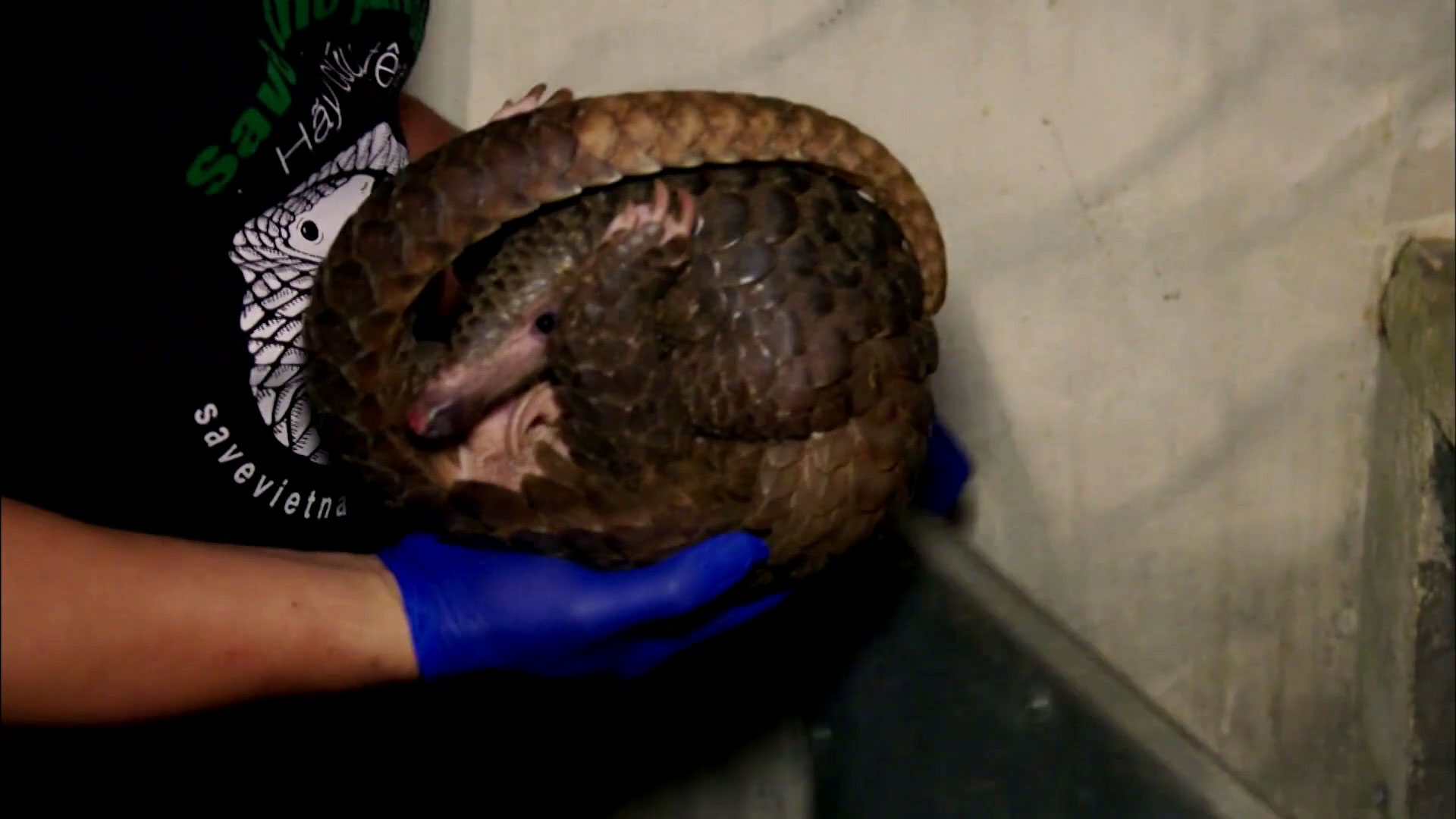 The World's Most Wanted Animal | Rescued Pangolins Treated for Injuries ...