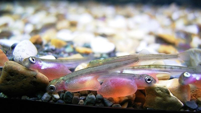 Salmon: Running the Gauntlet | The Hatchery Illusion | Nature | PBS