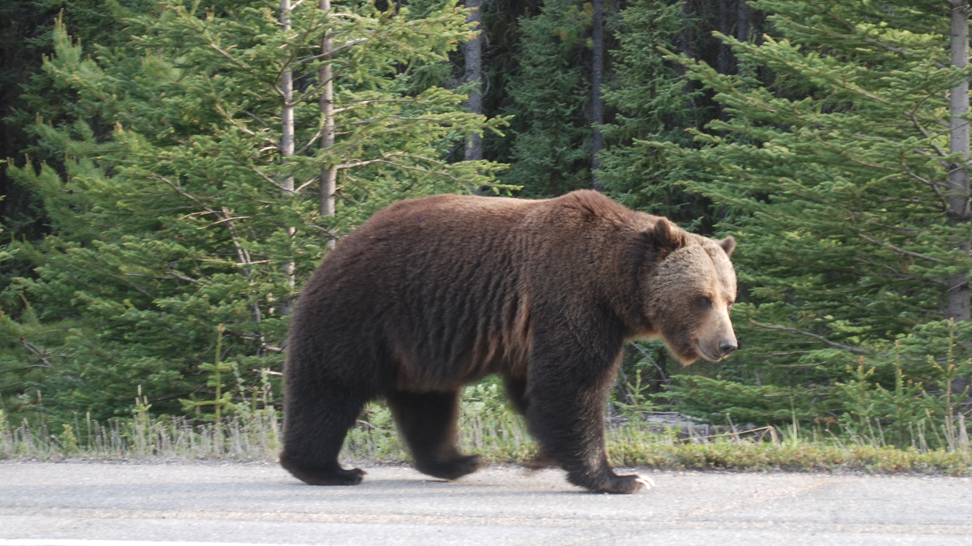 The Legacy Of Big Boy The Grizzly Bear Blog Nature PBS The Legacy Of Big Boy The Grizzly Bear Blog Nature PBS
