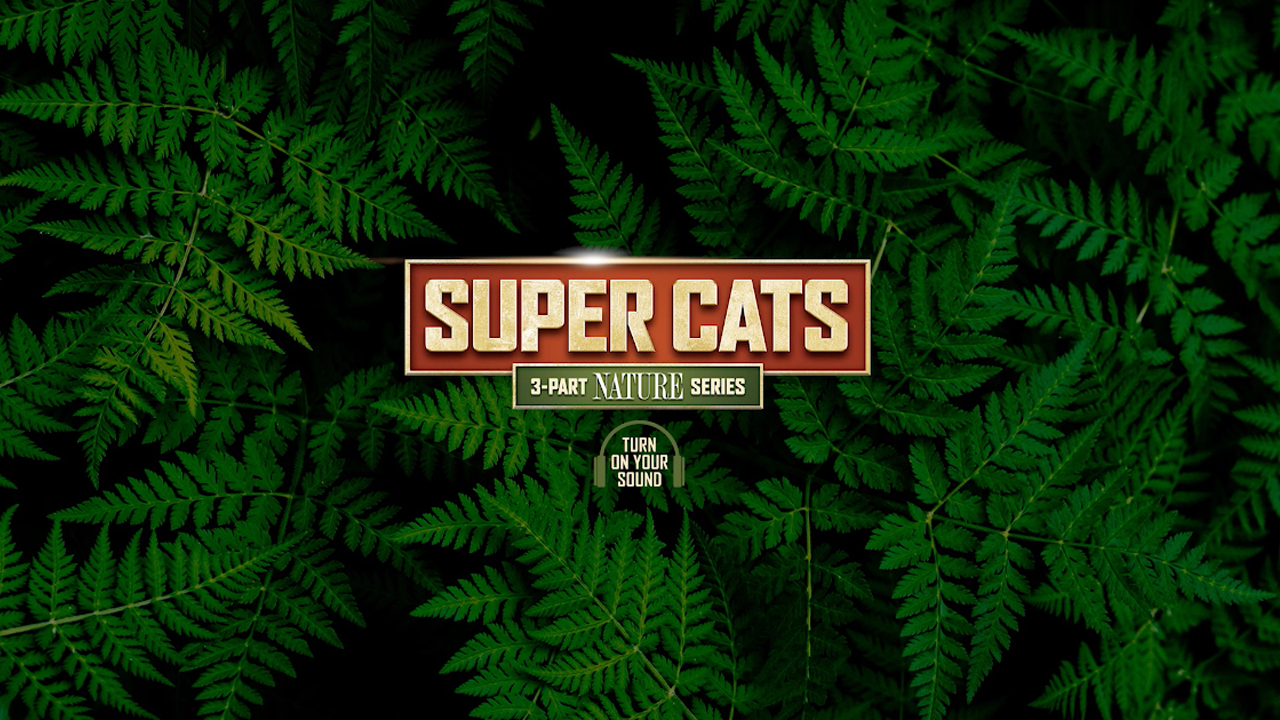 Super Cats: A NATURE Miniseries | 360 Degrees of Super Cats | Nature | PBS