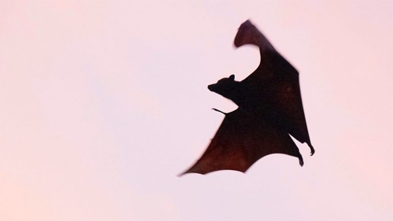 Late Nights With Bats In The City | Blog | Nature | PBS