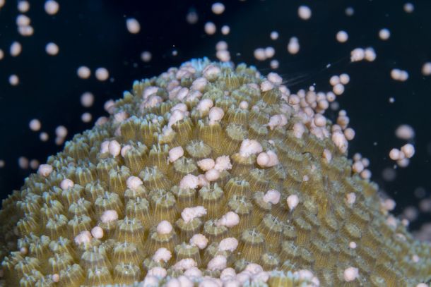Coral’s Big Summer | Blog | Nature | PBS