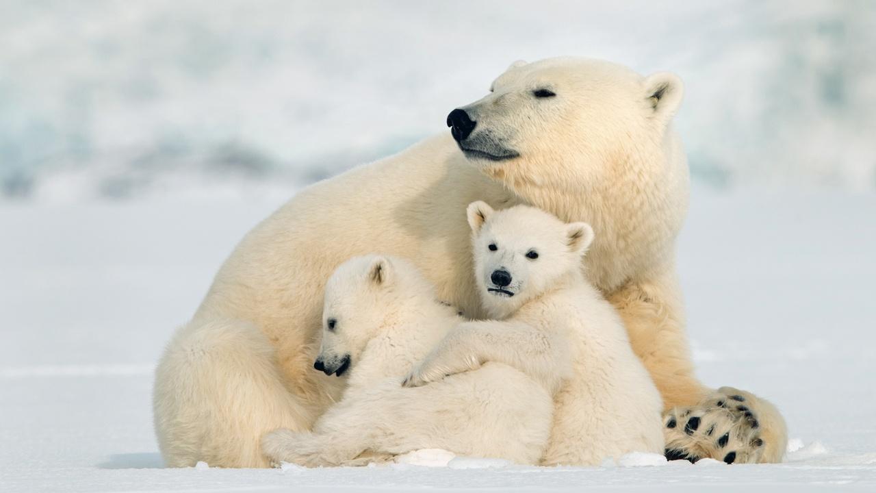 NATURE Season 37 Preview | Blog | Nature | PBS