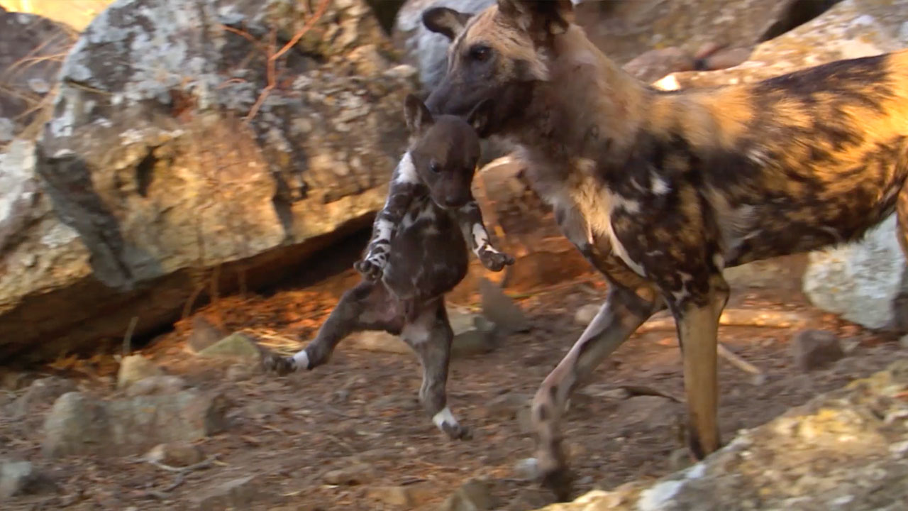 Yearling Wild Dogs Take their Siblings Hostage | Nature | PBS