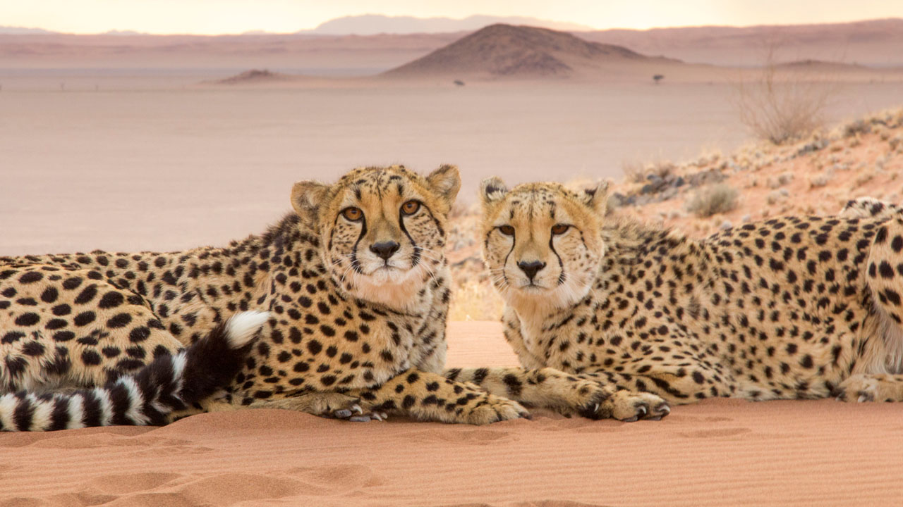 Super Cats: A NATURE Miniseries | Inside Look | Nature | PBS