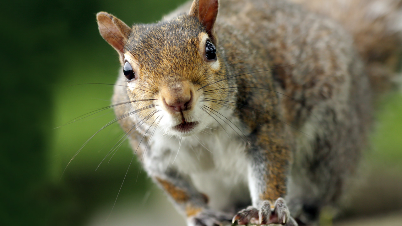 A Squirrel's Guide to Success | Squirrel Obstacle Course | Nature | PBS