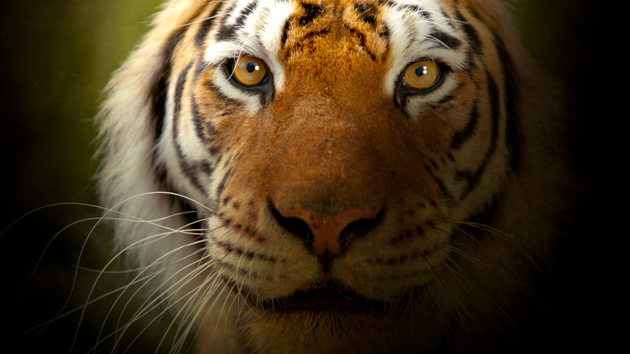 Super Cats: A NATURE Miniseries | The Truth About Tiger Conservation ...