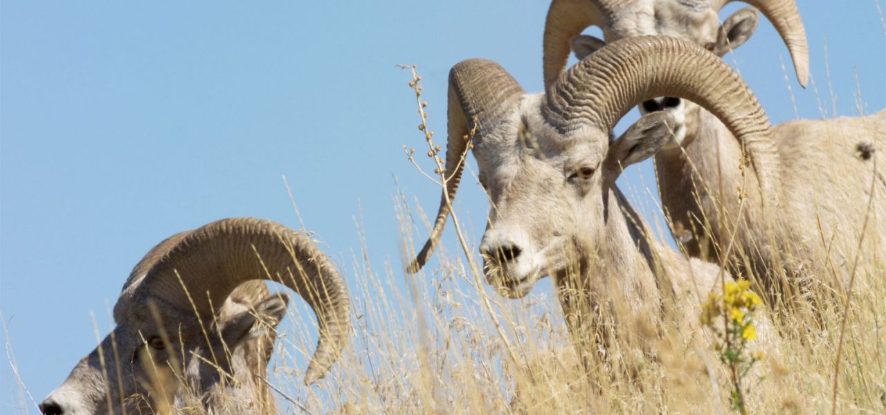 Bighorn Sheep | Nature | PBS