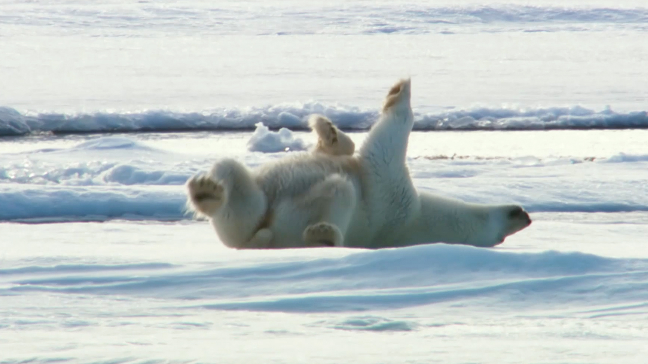 Snow Bears | How Polar Bears Dry Off | Nature | PBS