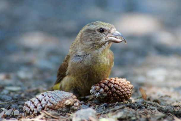 Will Climate Change Drive a New Species of Crossbill to Extinction ...