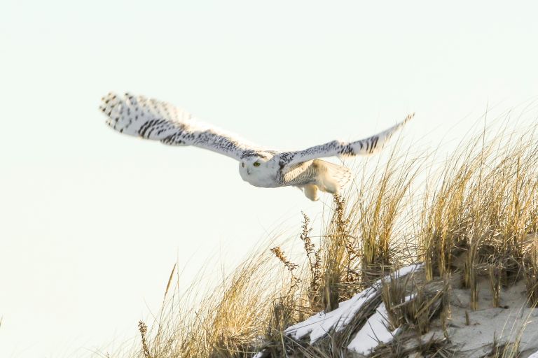 How to Spot Owls this Winter | Blog | Nature | PBS