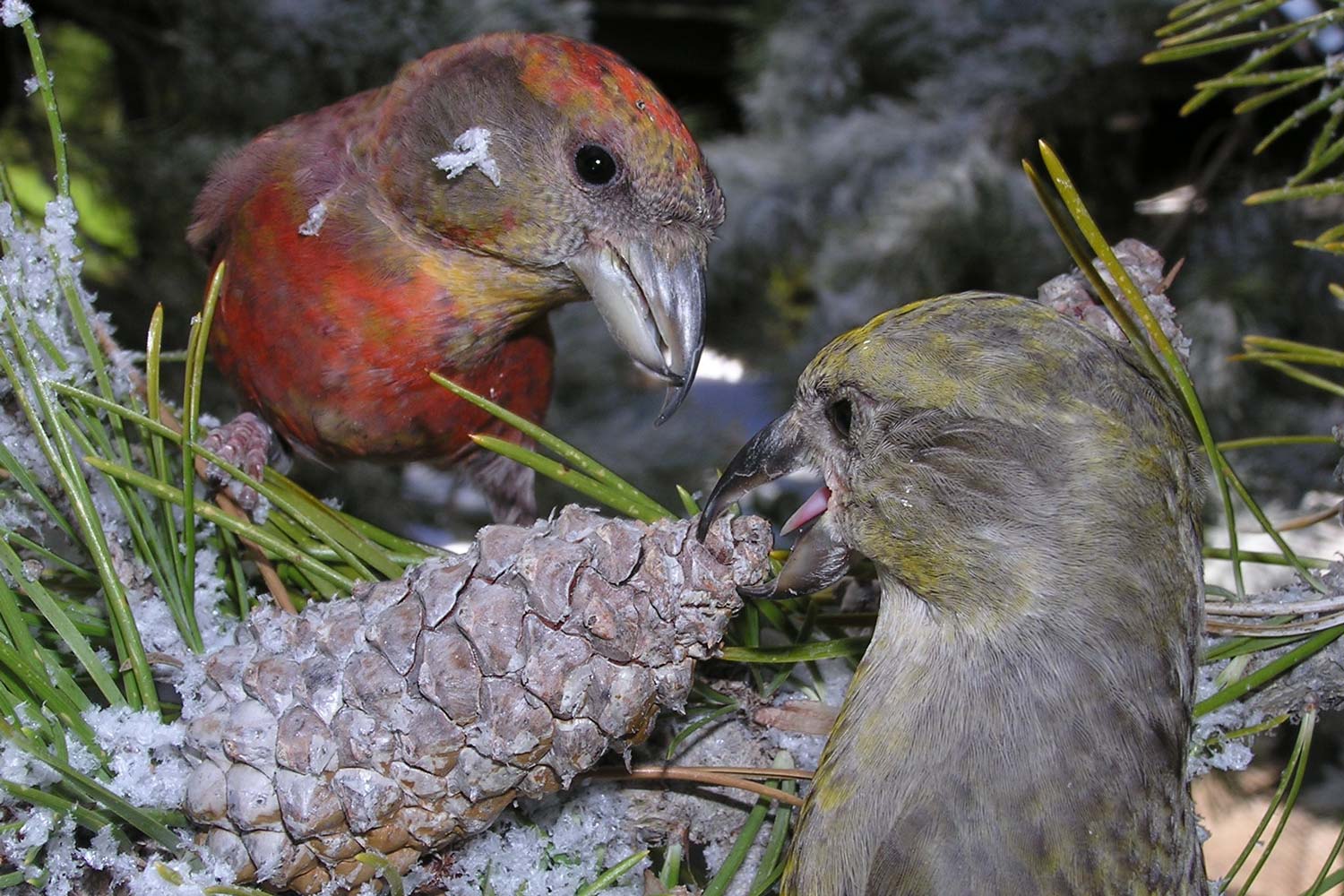 Will Climate Change Drive a New Species of Crossbill to Extinction ...