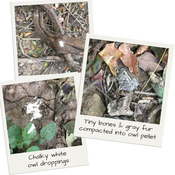 How to Spot Owls this Winter | Blog | Nature | PBS