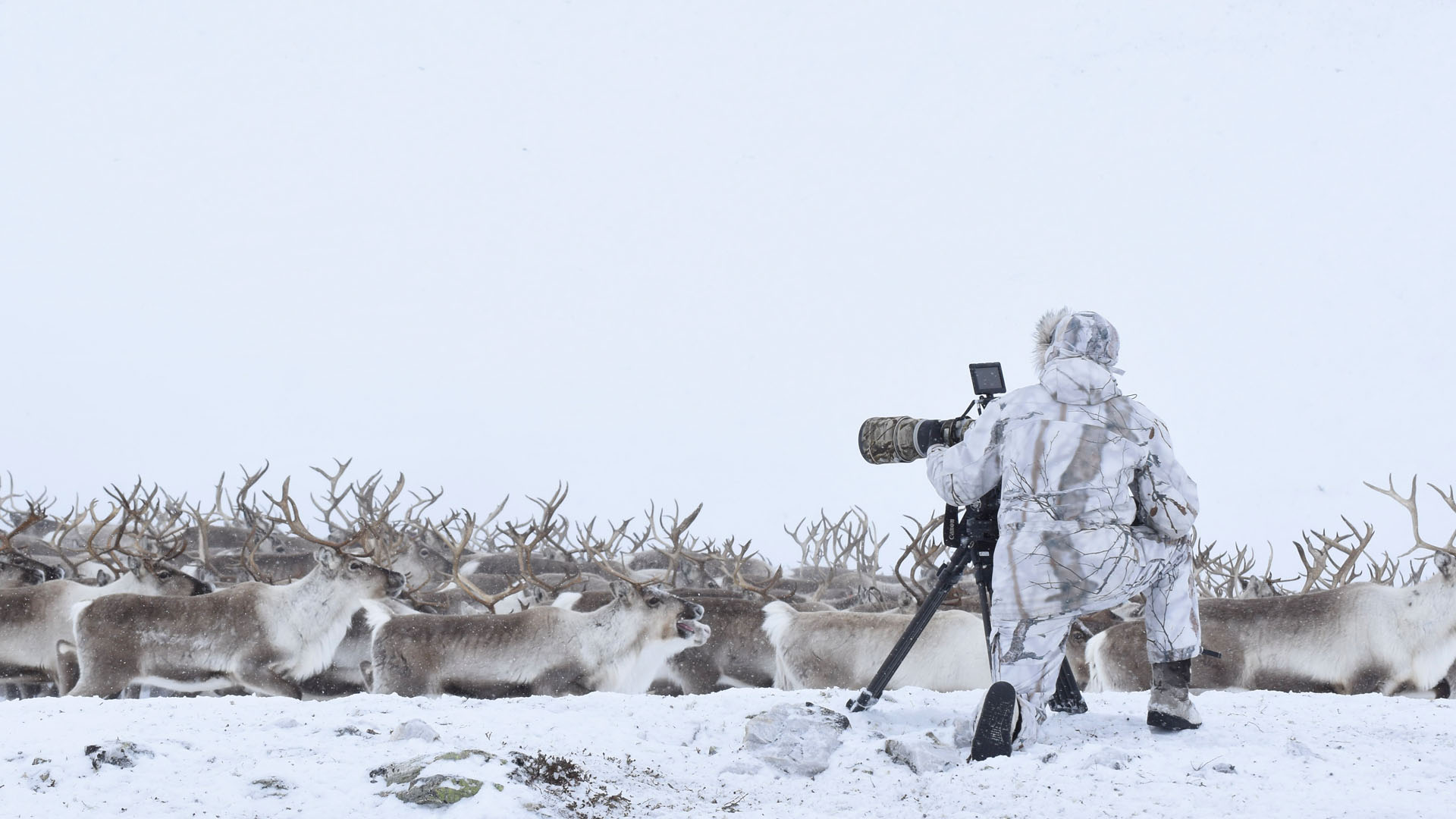 Wild Way of the Vikings | Inside Nature: Making "Wild Way of the ...