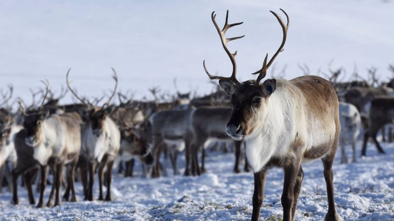 Reindeer Fact Sheet | Blog | Nature | PBS