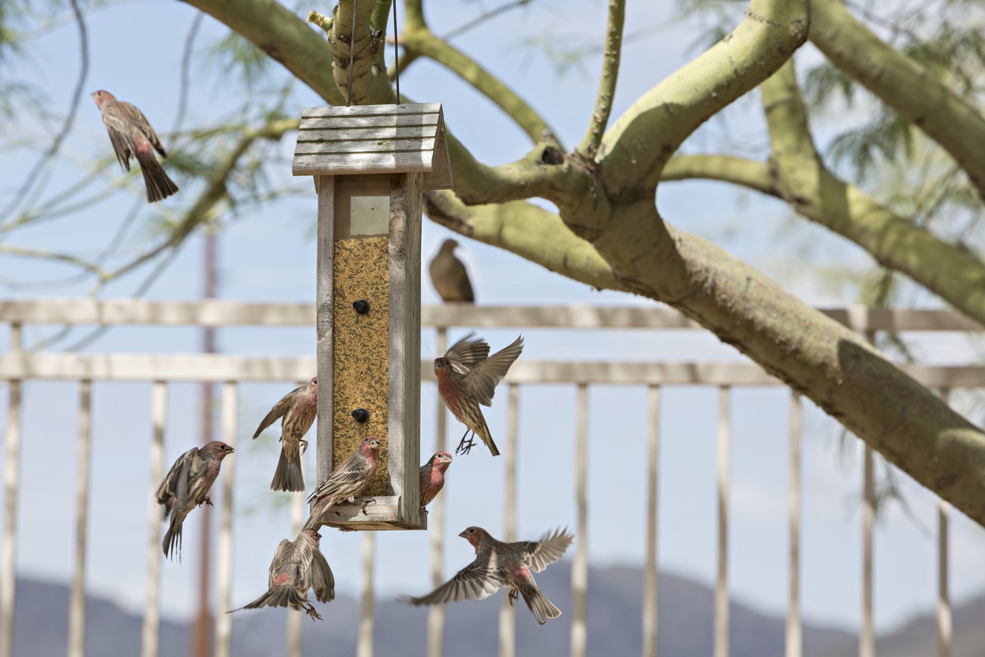 Bird Cams Lab | American Spring Live | Nature | PBS