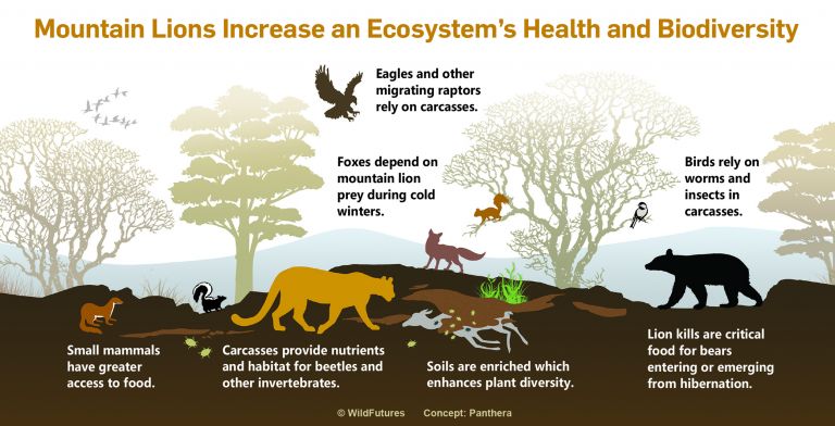 Master Regulators: How Mountain Lions Boost Biodiversity | Blog ...