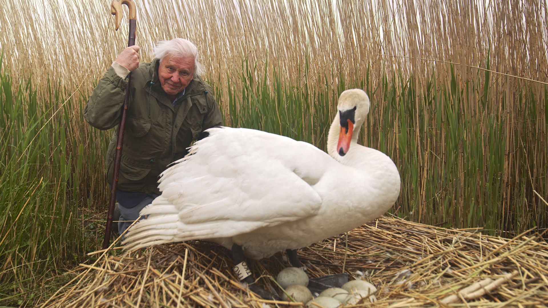 The Egg: Life’s Perfect Invention | About | Nature | PBS