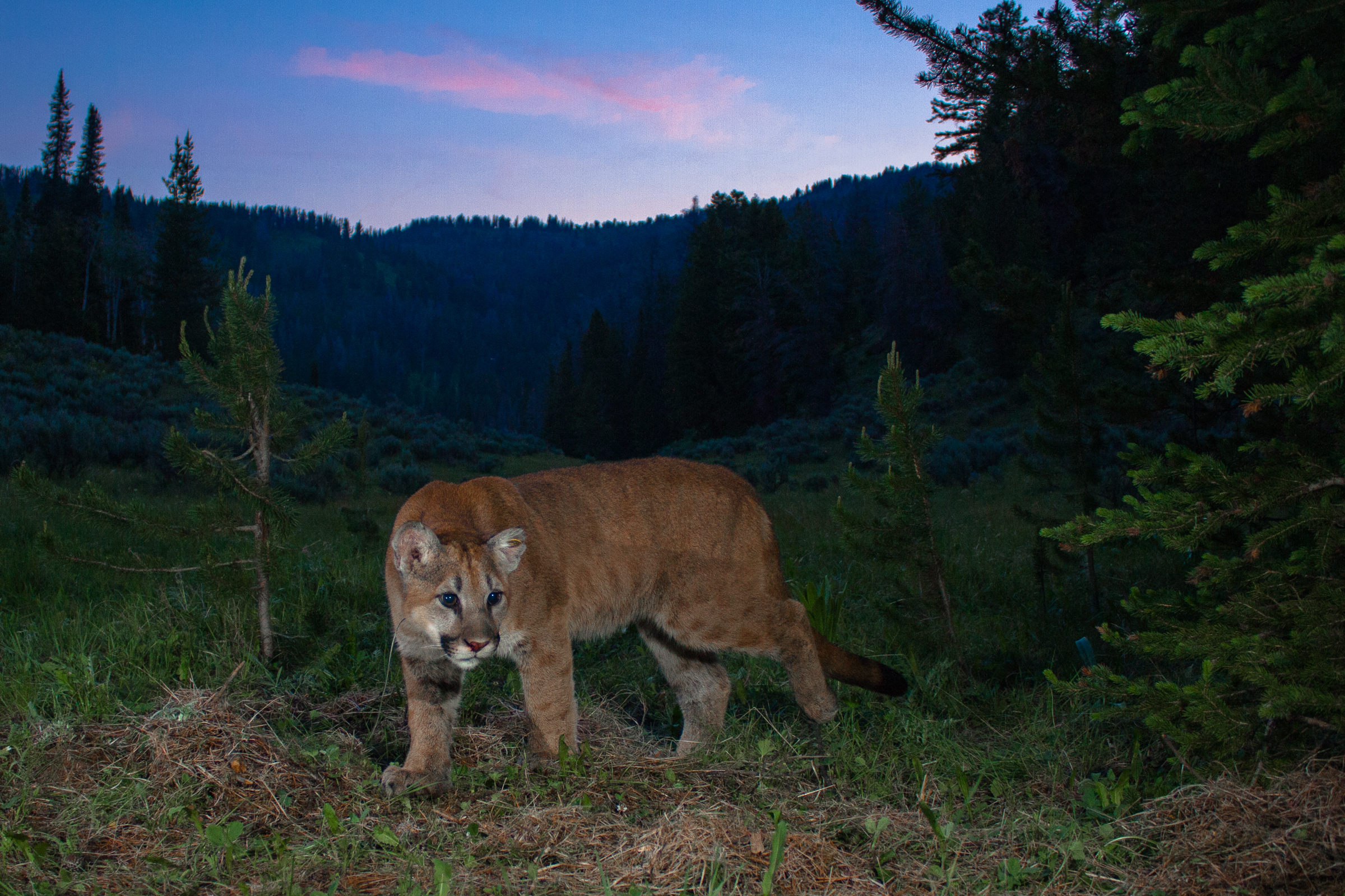 Master Regulators: How Mountain Lions Boost Biodiversity | Blog ...