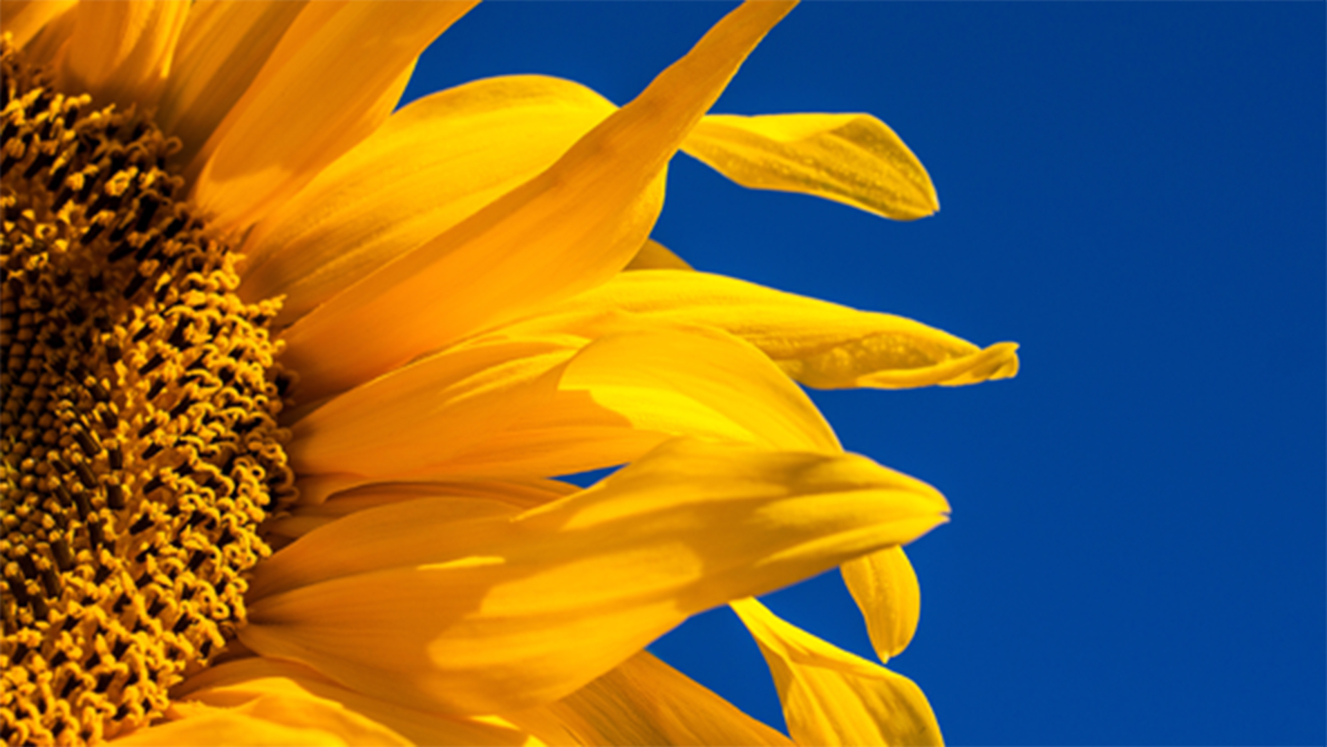 The Great Sunflower Project | American Spring Live | Nature | PBS