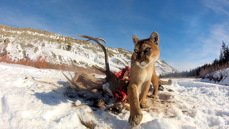 Master Regulators: How Mountain Lions Boost Biodiversity | Blog ...