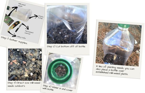 How to Give Monarch Butterflies a Head-Start This Spring | Blog ...