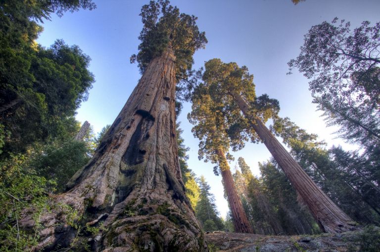 Yosemite | Giant Sequoia Fact Sheet | Blog | Nature | PBS