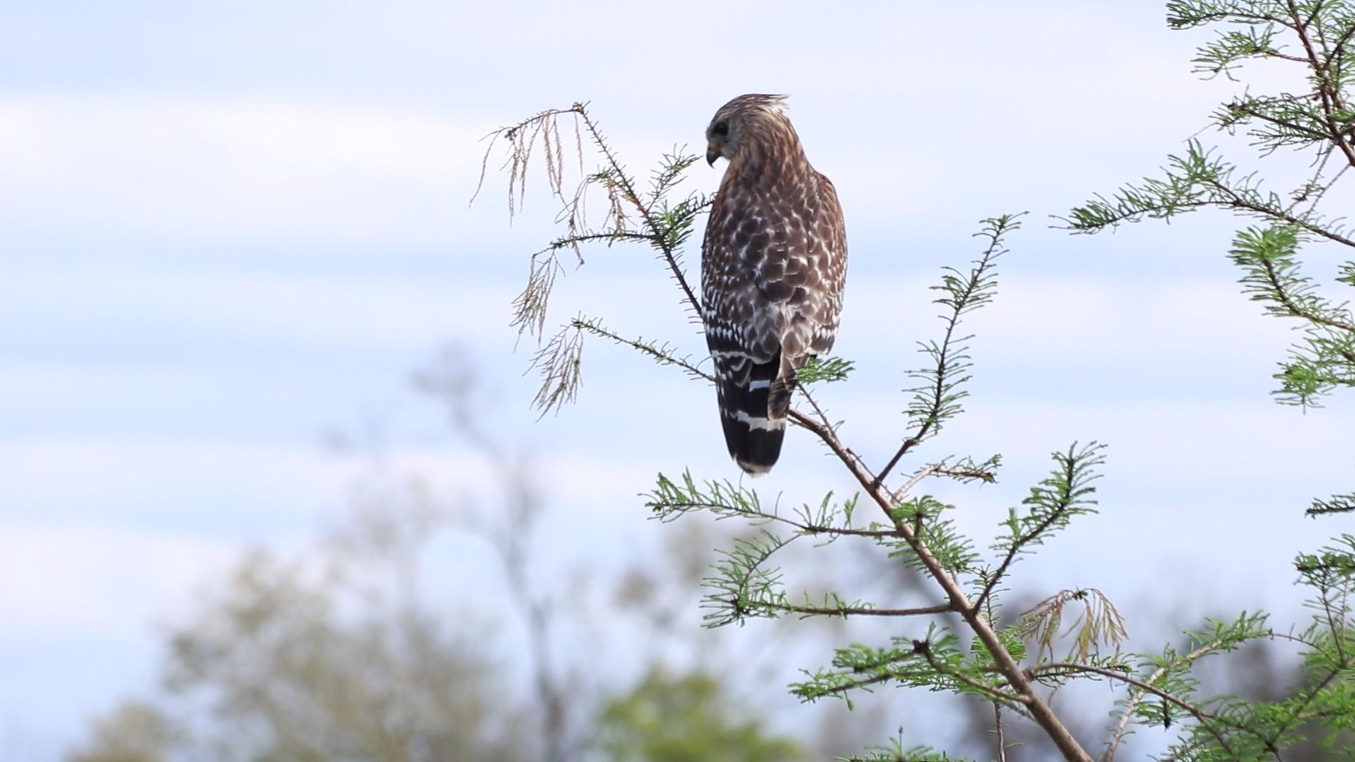 Spring at WFSU Tallahassee | Nature | PBS