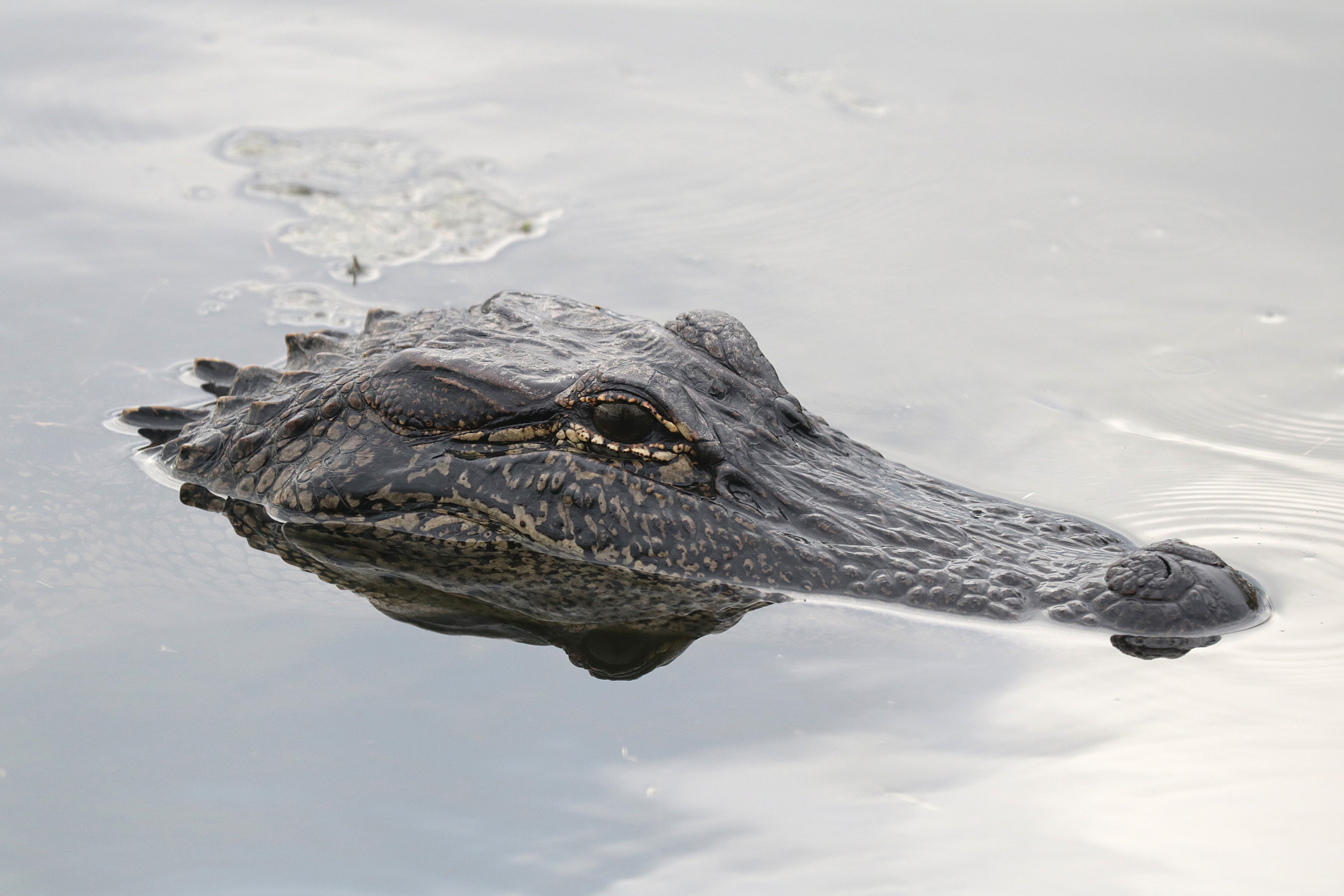 Living With The Enemy - How Some Birds Keep their Young Safe | Blog ...