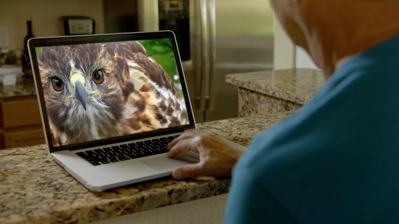 American Spring LIVE | Citizen Science Story: Bird Cams Lab | Nature | PBS