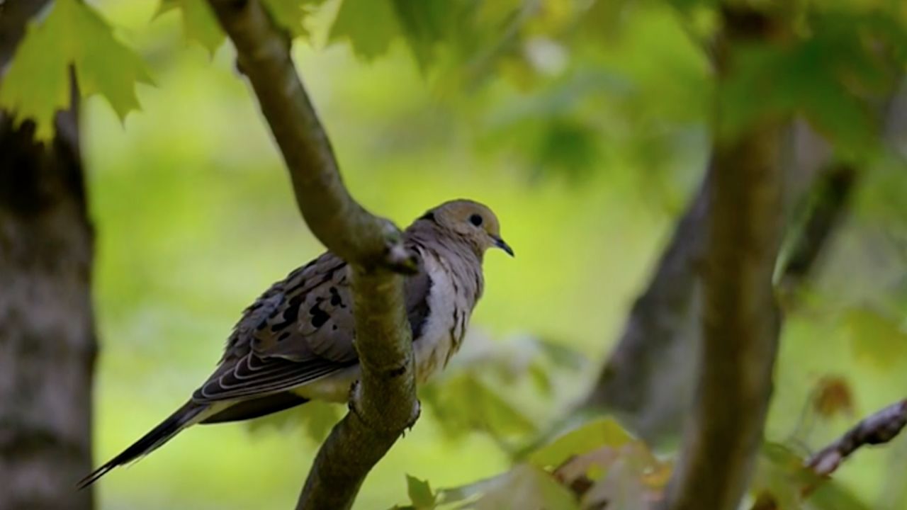 American Spring LIVE | Citizen Science Story: Celebrate Urban Birds ...