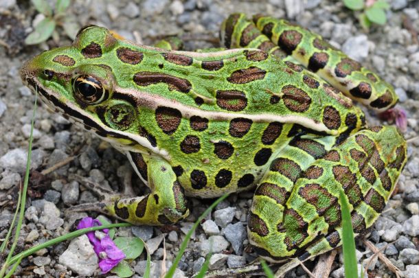 How to Give Frogs and Toads a Leg Up | Blog | Nature | PBS