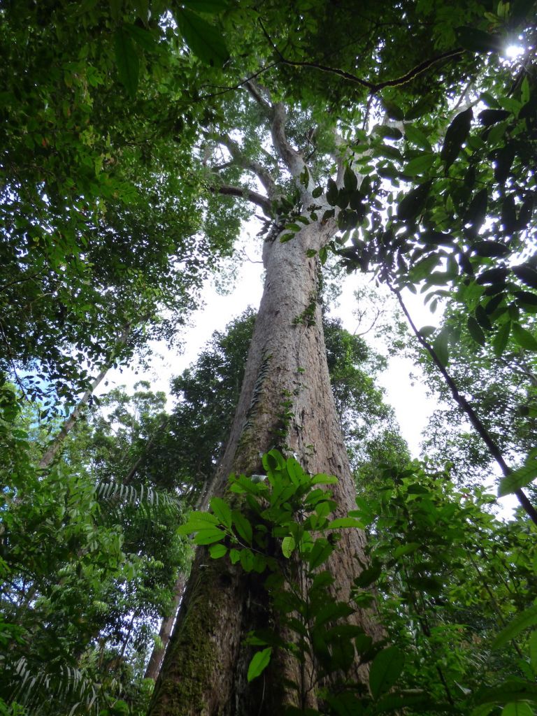 Wild and Wonderful Trees of the Amazon Rainforest | Blog | Nature | PBS