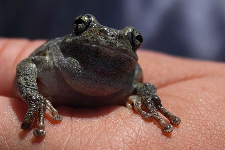How to Give Frogs and Toads a Leg Up | Blog | Nature | PBS