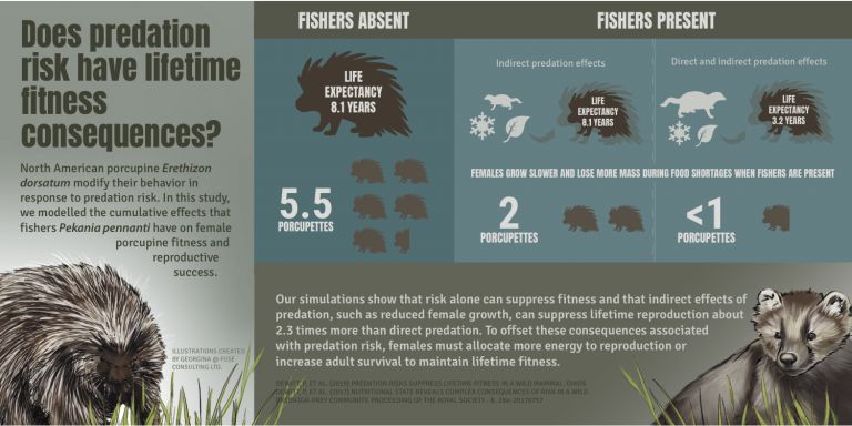 When Porcupines Live In Fear | Blog | Nature | PBS