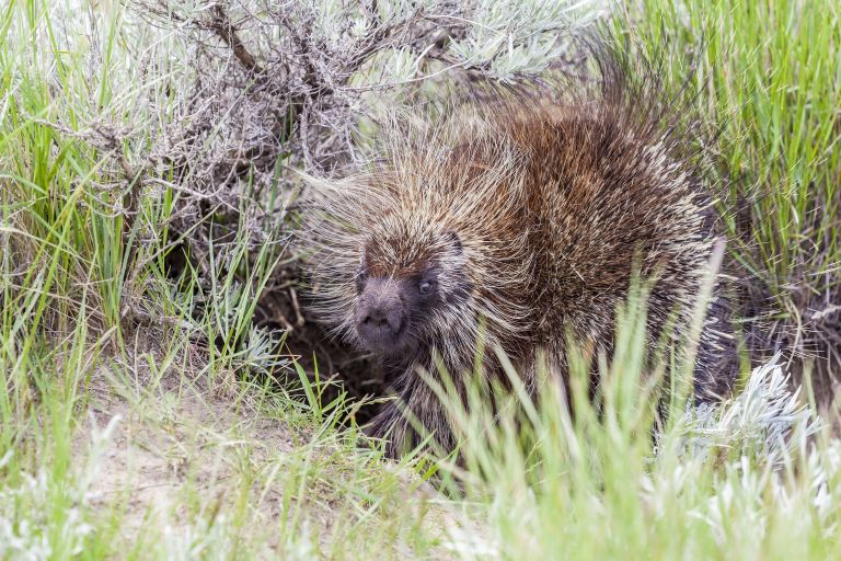When Porcupines Live In Fear | Blog | Nature | PBS