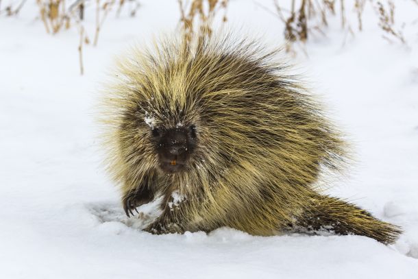 When Porcupines Live In Fear | Blog | Nature | PBS
