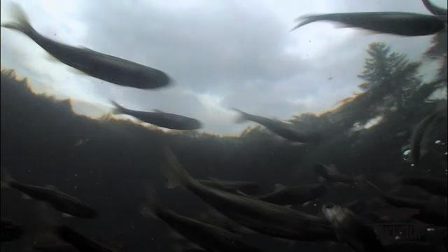 Salmon: Running the Gauntlet | Salmon's Journey | Nature | PBS