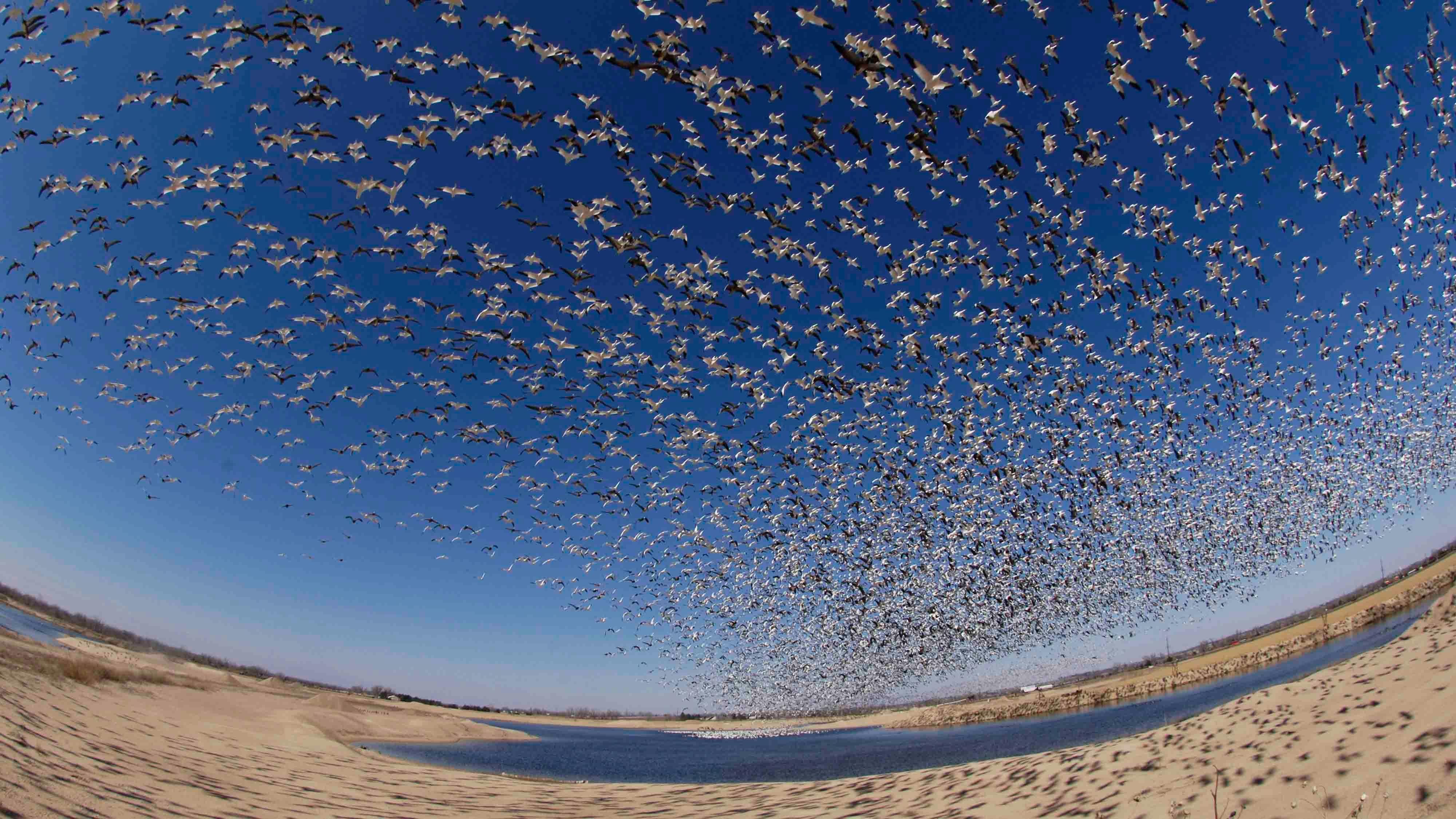 Earthflight, A Nature Special Presentation - Preview | Nature | PBS