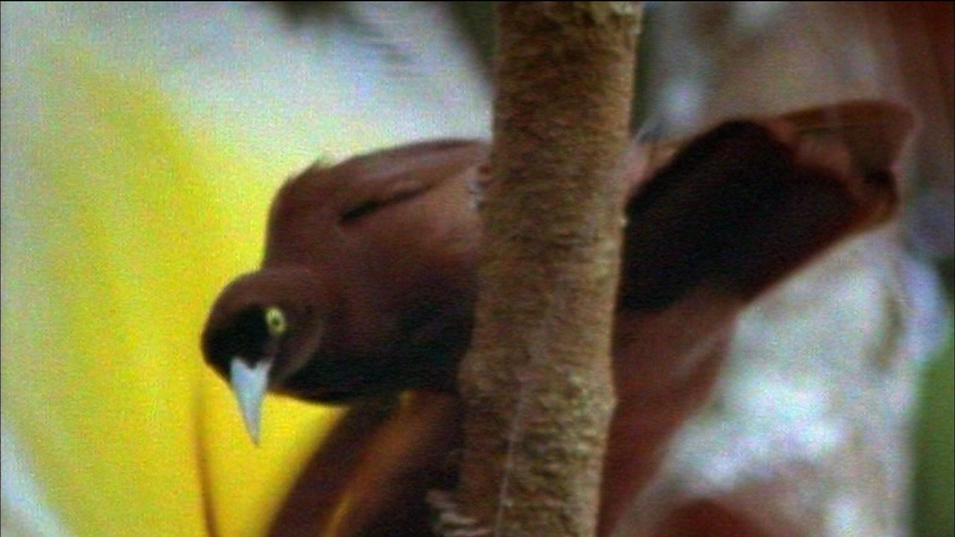 Birds of the Gods | Greater Bird of Paradise | Nature | PBS
