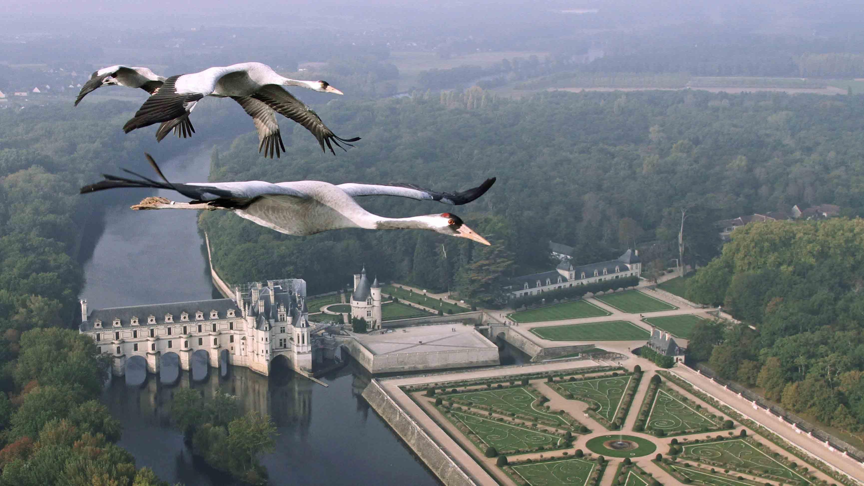 Earthflight: Europe - Preview | Nature | PBS