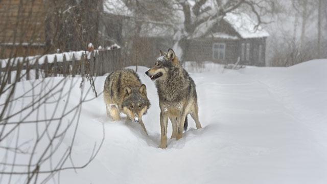 Radioactive Wolves - Preview | Nature | PBS