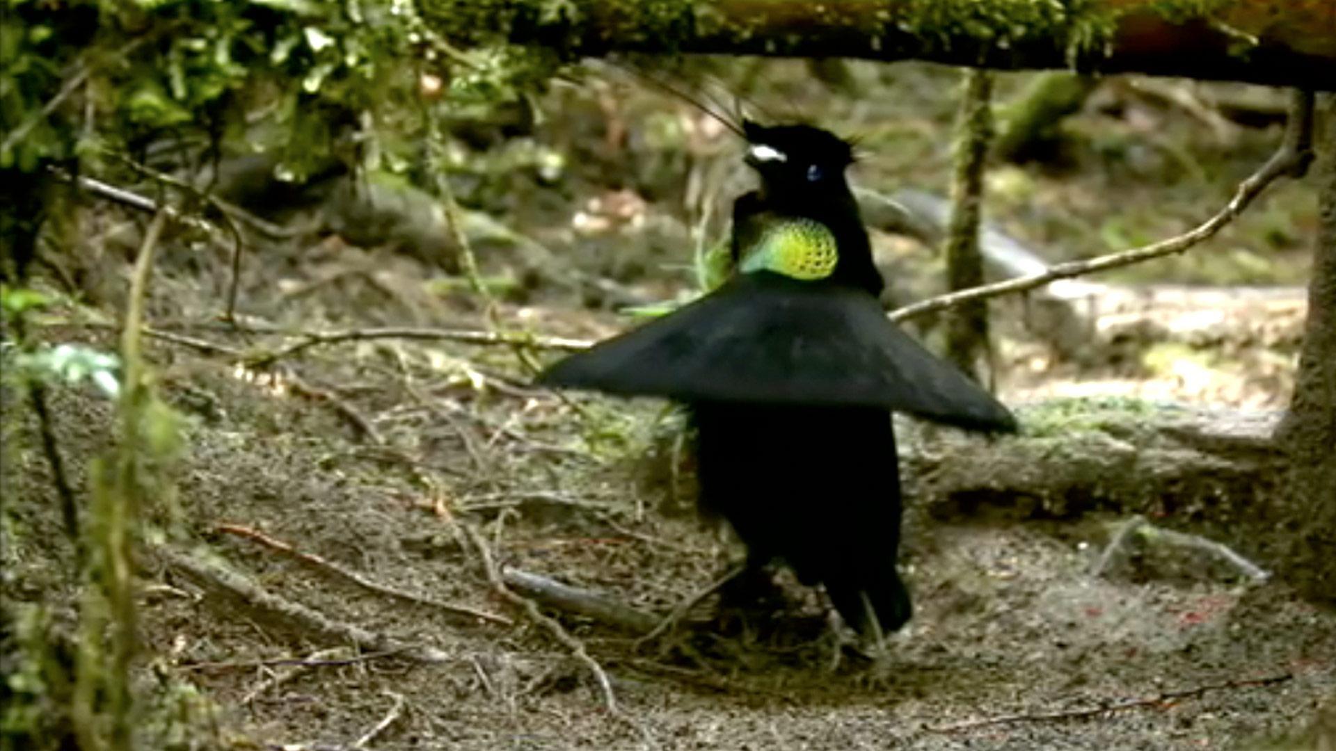 Birds of the Gods | Lawes's Parotia | Nature | PBS