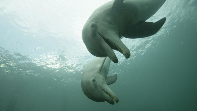 Ocean Giants: Deep Thinkers | Preview | Nature | PBS