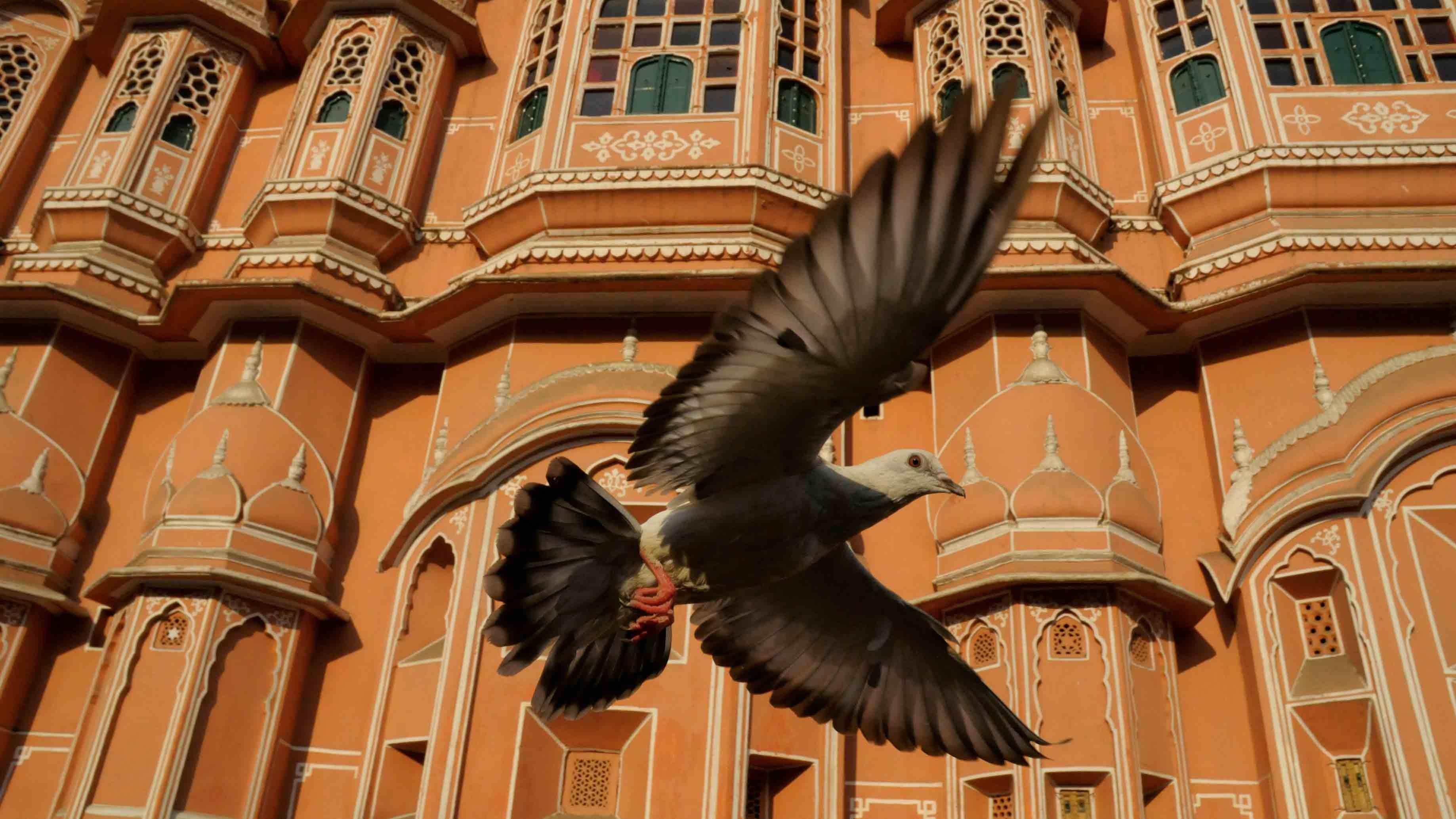 Earthflight: Asia and Australia - Preview | Nature | PBS