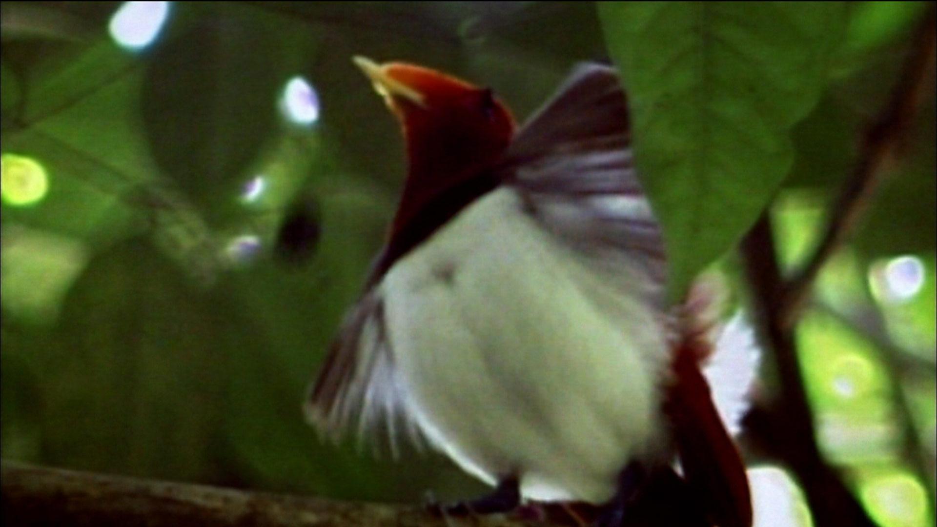 Birds of the Gods | King Bird of Paradise | Nature | PBS