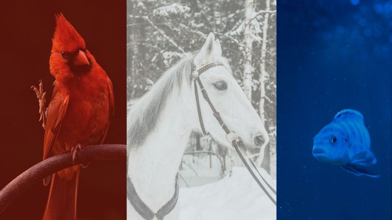 Nature in Red, White & Blue | Blog | Nature | PBS